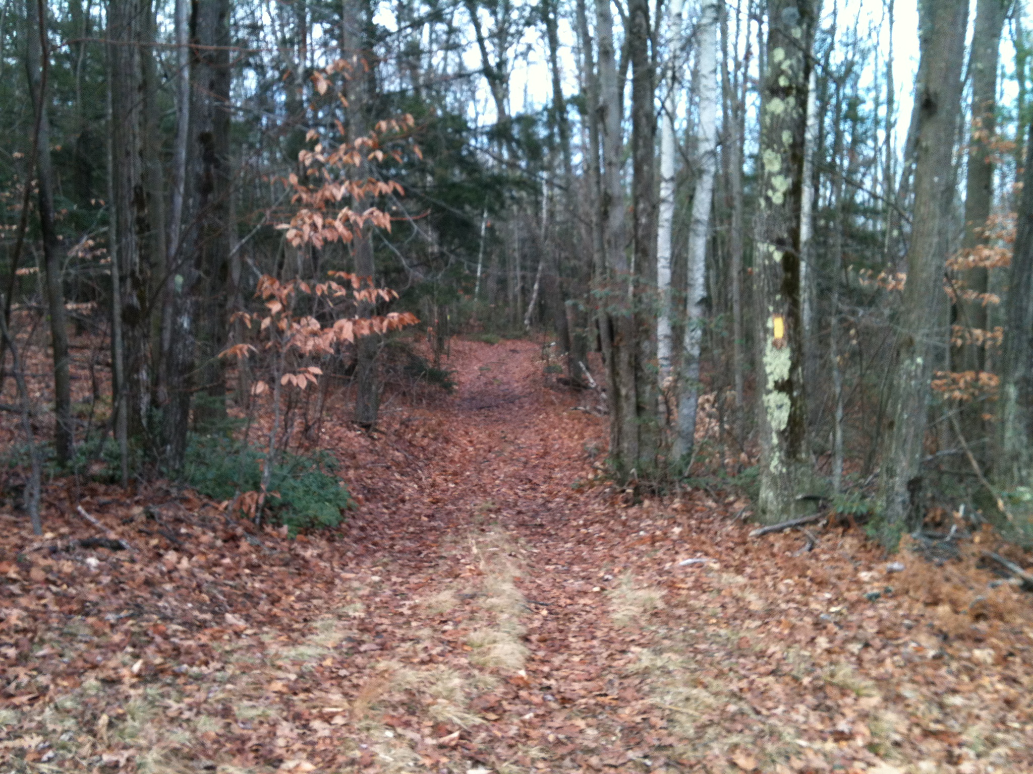 Northfield Town Forest – Northfield Mass Trails