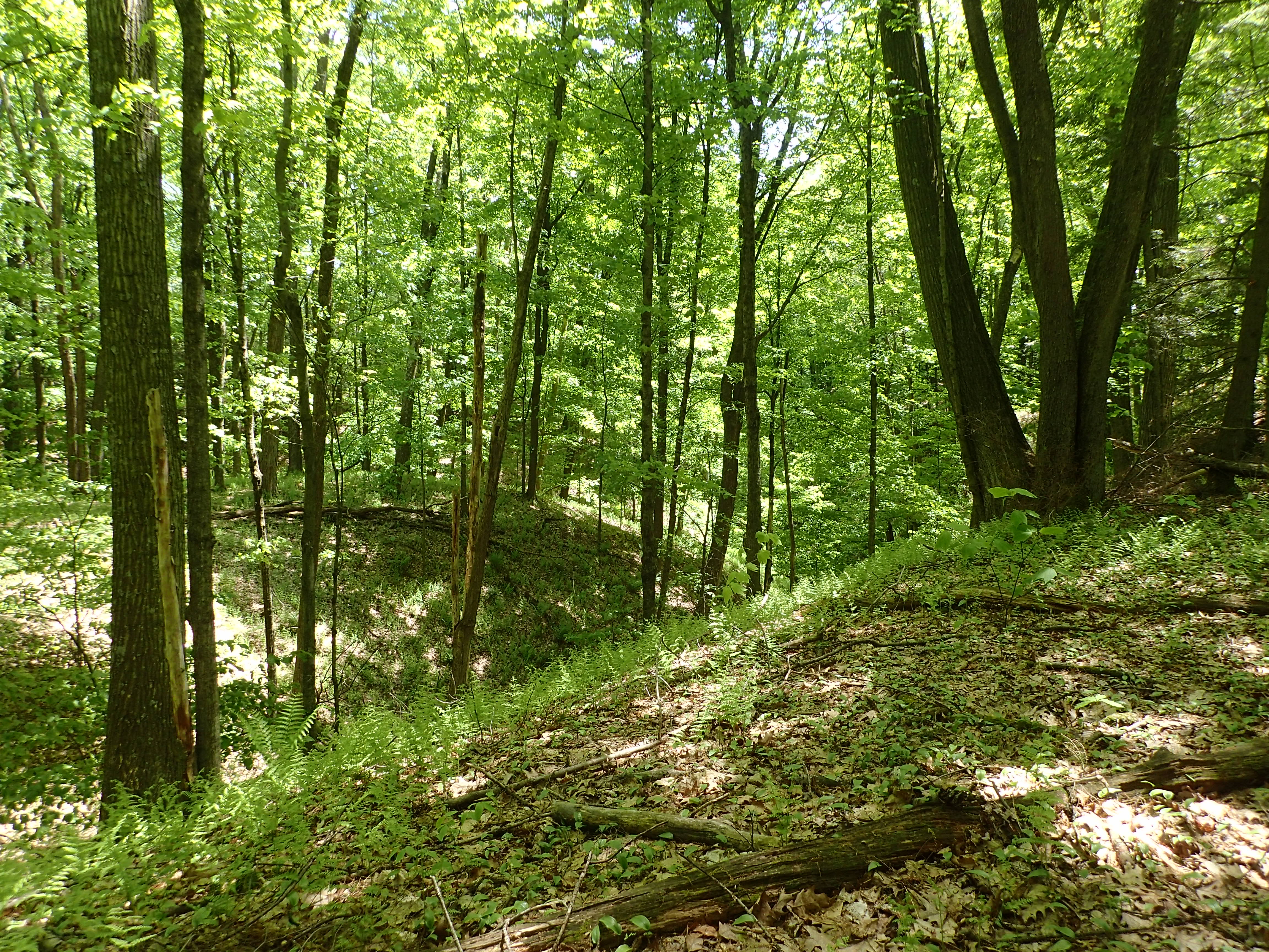 King Philip’s Hill – Northfield Mass Trails